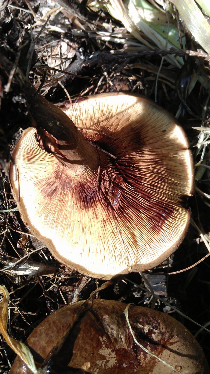 Paxillus involutus (Poison Pax) – fungichick.com